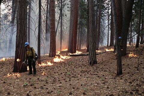 Controlled Burn: Why Do Firefighters Start Fires to Fight Fires? - Fire ...
